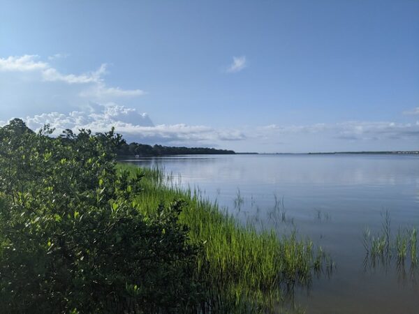 Explore Coastal Conservation at GTM Research Reserve