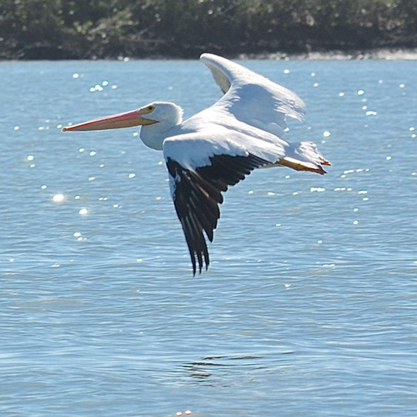 Explore Coastal Conservation at GTM Research Reserve